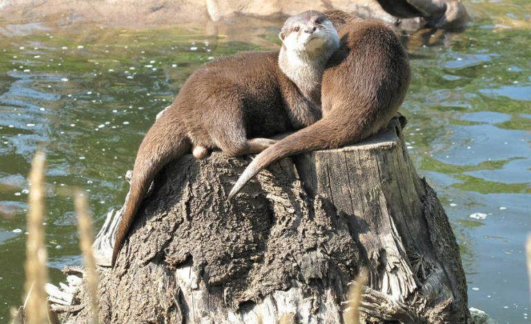 What Is OTTER? OTTER Meaning. What OTTER Means?